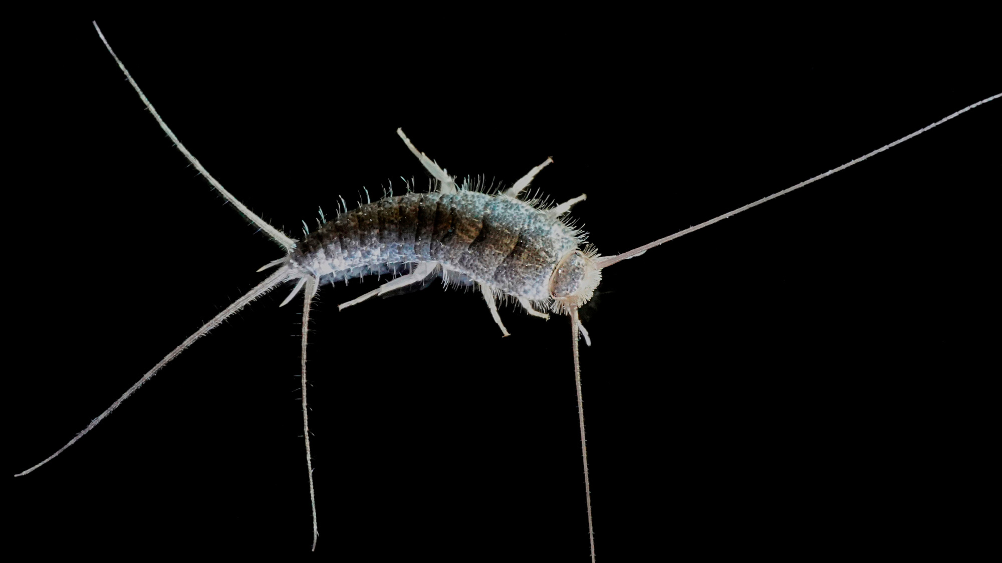 ¿Cómo eliminar los Pececillos de Plata? | ECO Tierra Diatomeas®